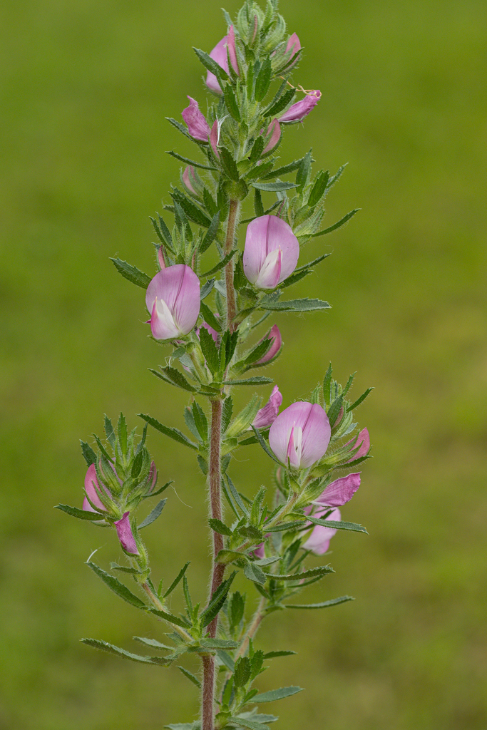 Spiny restharrow from Liezen, Österreich on July 12, 2023 at 12:51 PM ...