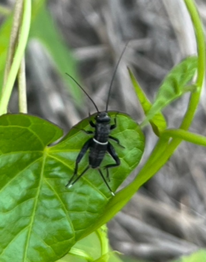 Emma Field Cricket from 五庄谷前, 宇治市, 京都府, JP on July 18, 2023 at 06:18 PM ...