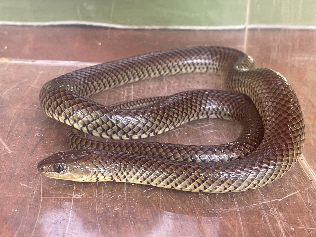 Military Ground Snake from Itamonte, MG, BR on March 27, 2023 at 01:10 ...