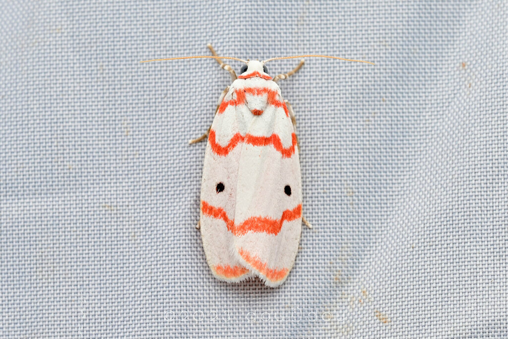 Cyana hamata from 中国浙江省杭州市临安区浙西大峡谷 on June 22, 2023 at 08:15 PM by 豆豆 · ...