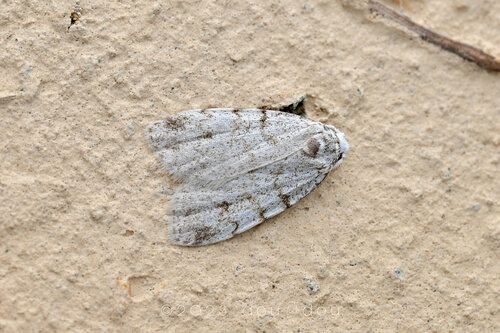 Aemene fukudai · NaturaLista Colombia