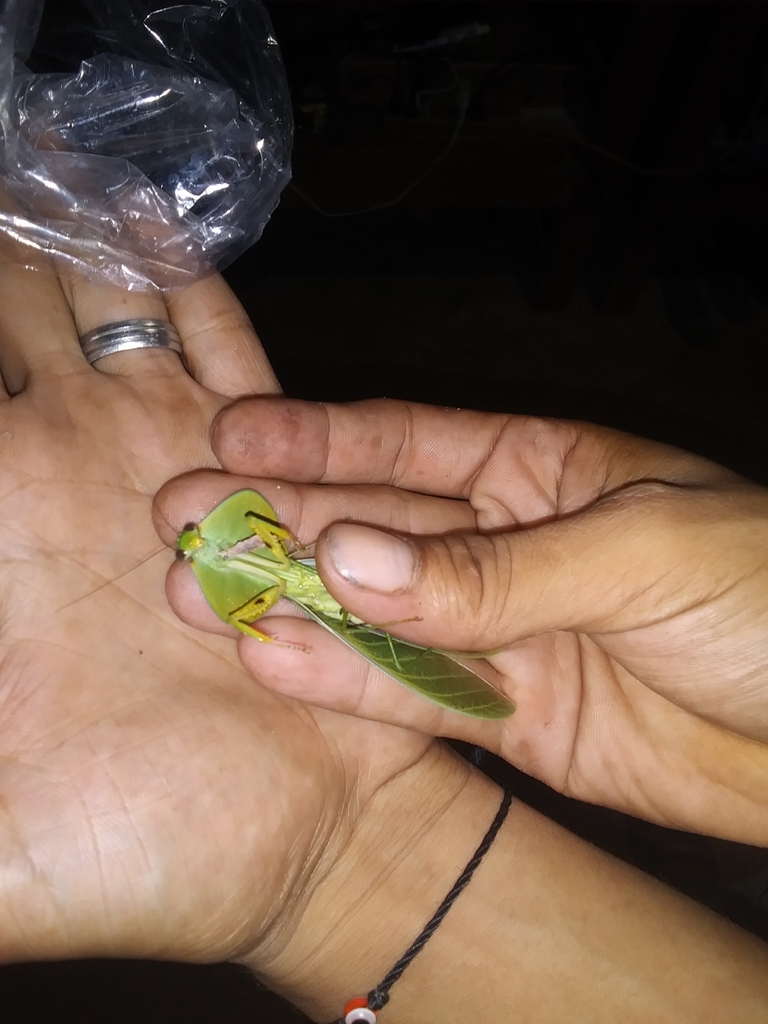 Peruvian Shield Mantis from Jinotega, Nicaragua on July 16, 2023 at 08: ...