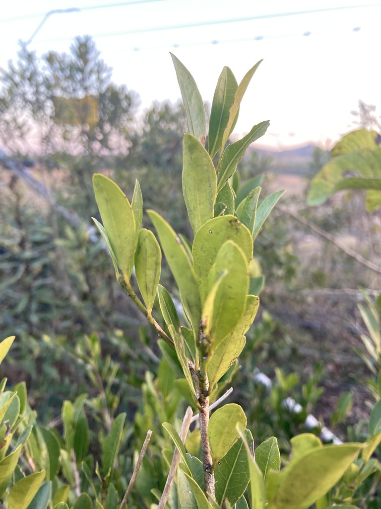 African cocatree from City Of Mbombela Rural, MP, ZA on July 18, 2023 ...