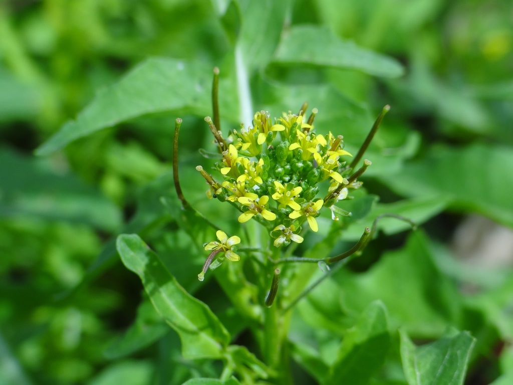 London Rocket (Plants of Lake Mead National Recreation Area) · iNaturalist