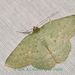 Herochroma baba · iNaturalist