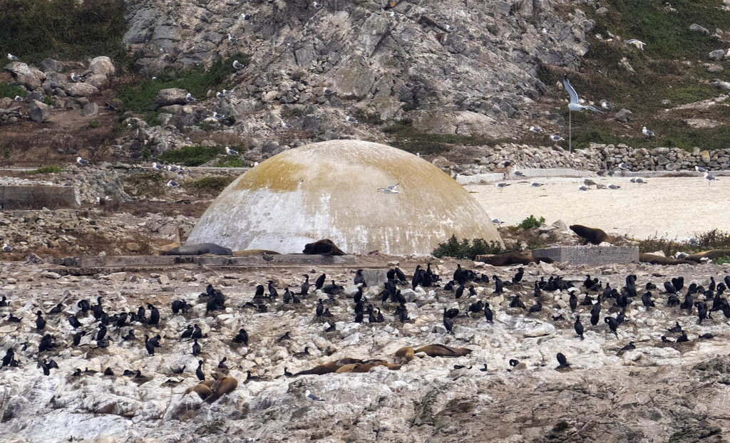 Birds from Farallon Islands, San Francisco, CA, USA on July 15, 2023 at ...