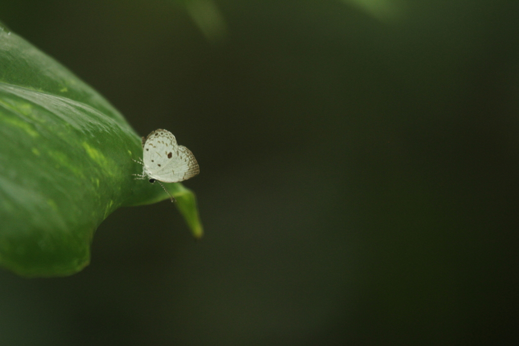 Quaker in July 2023 by Aditya Ramakrishnan · iNaturalist