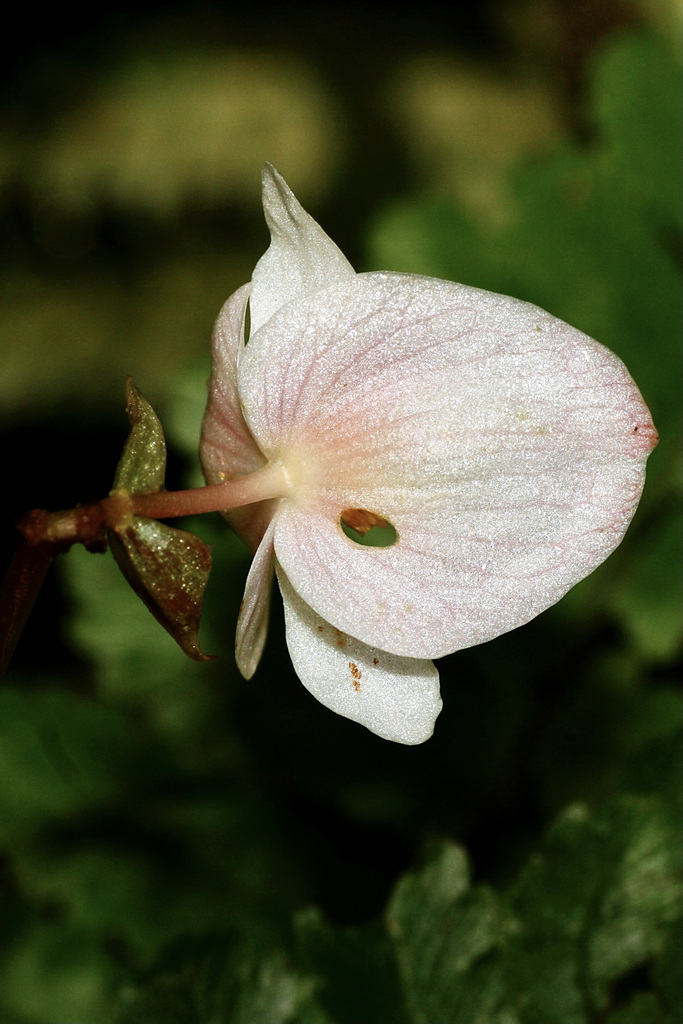 (Begonia decora) - Botanical Realm