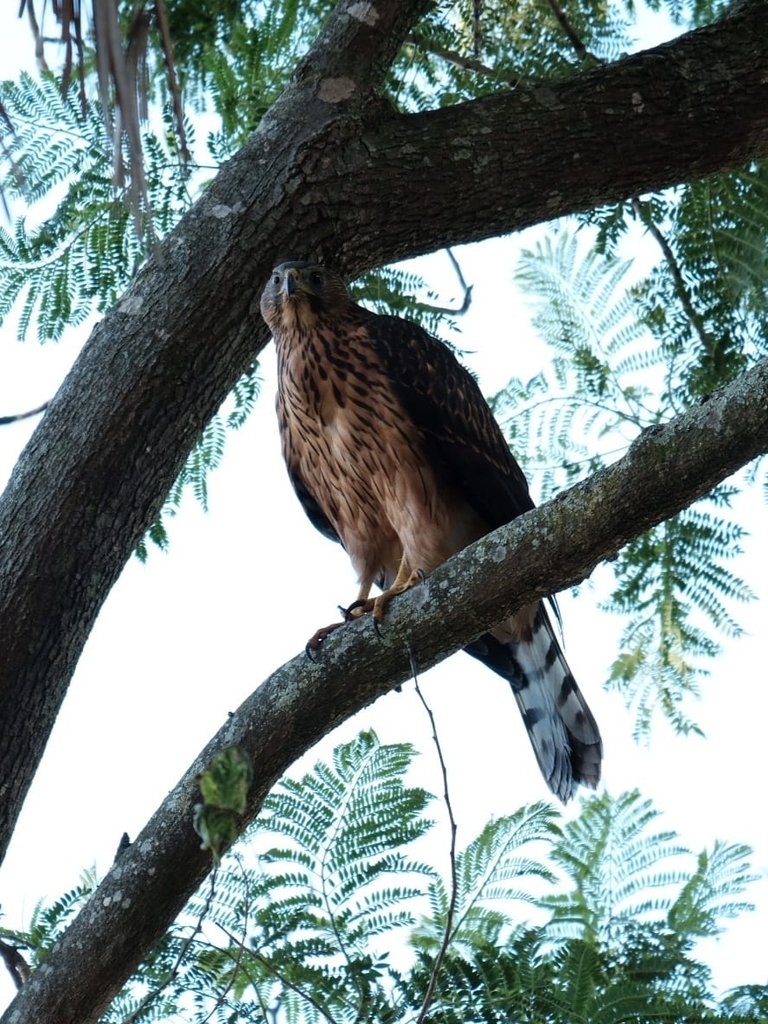 Black Goshawk from Pinelands, Cape Town, 7430, South Africa on December ...