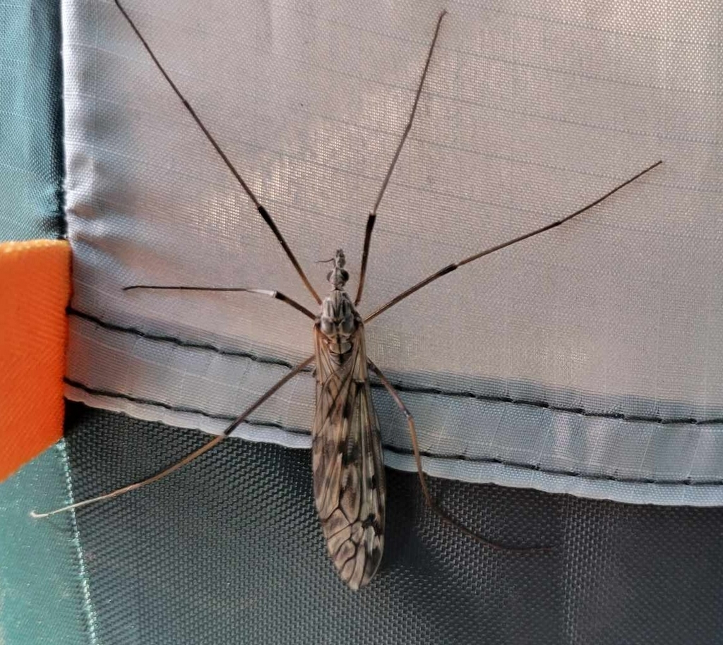 Giant Crane Fly from Alamosa County on July 10, 2023 by Jennifer ...