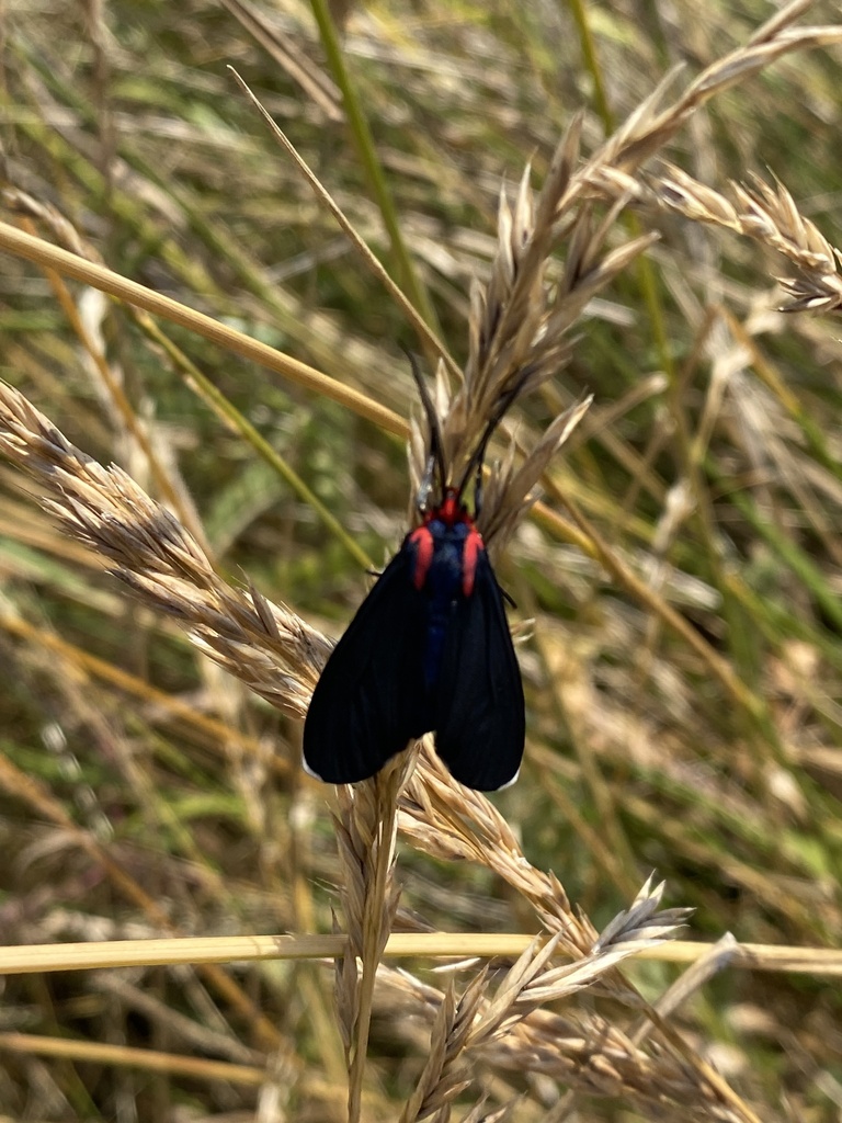 White-tipped Ctenucha from Arcata Marsh and Wildlife Sanctuary, Arcata ...