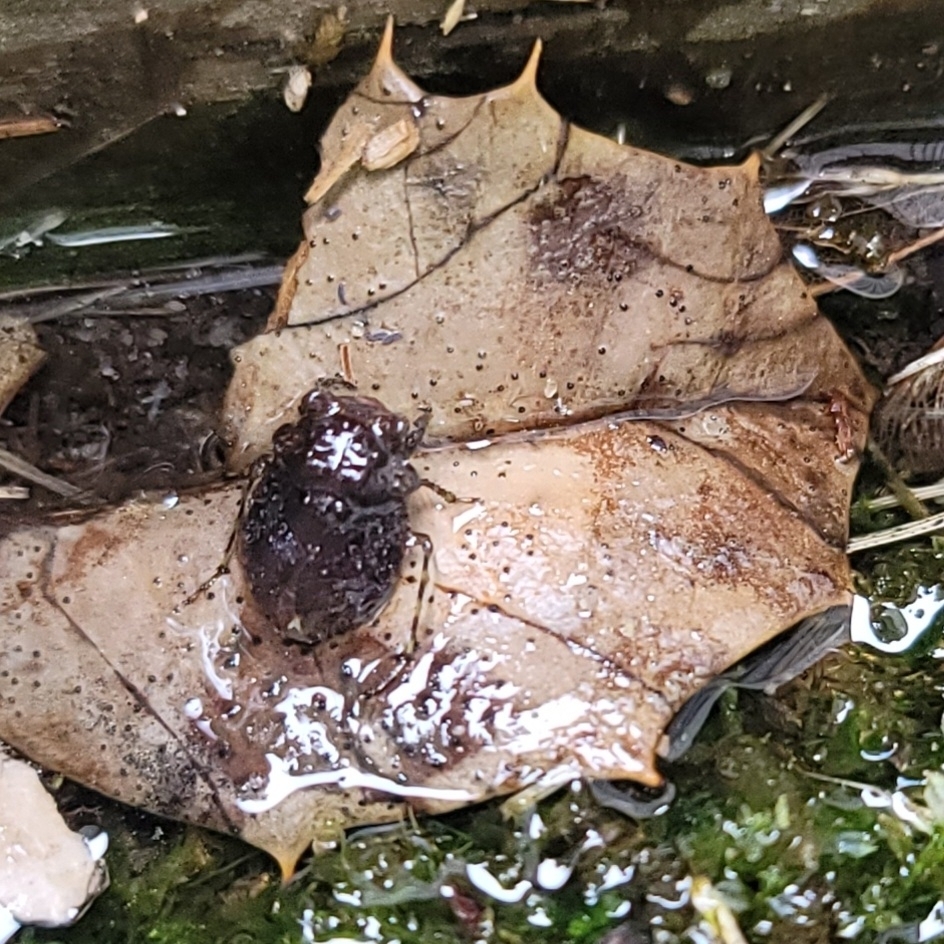 Big-eyed Toad Bug from Bethany Beach, DE, USA on July 14, 2023 at 04:45 ...