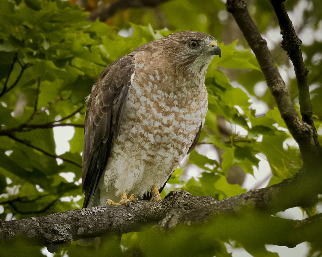 Broad-winged Hawk from Elliot Lake, ON, Canada on July 4, 2023 at 03:47 ...