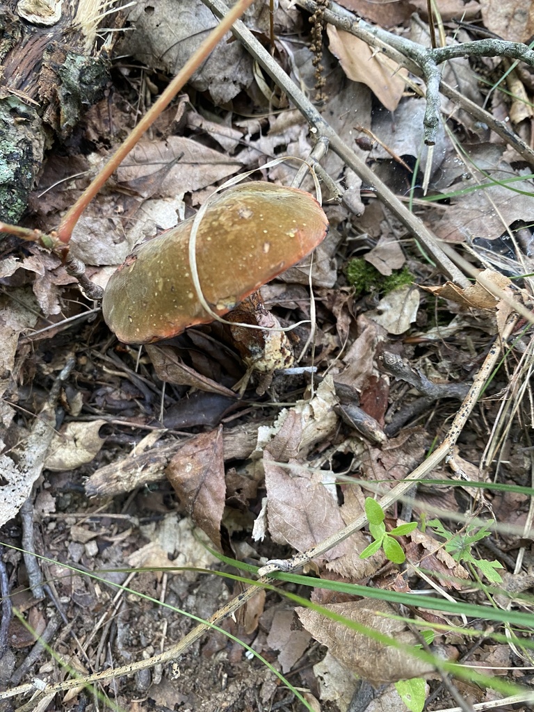 Neoboletus from Nashville, IN, US on July 14, 2023 at 10:57 AM by Julie ...