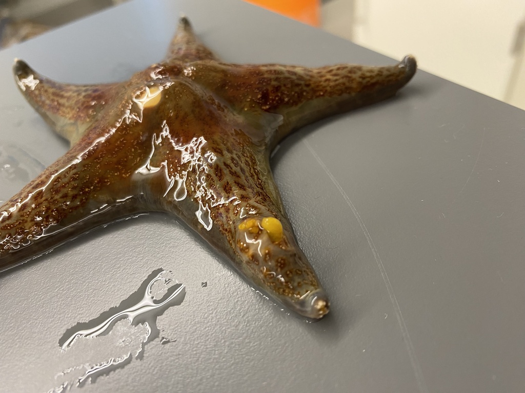 Dendrogaster from Salish Sea, Vancouver, BC, CA on March 10, 2023 at 04 ...