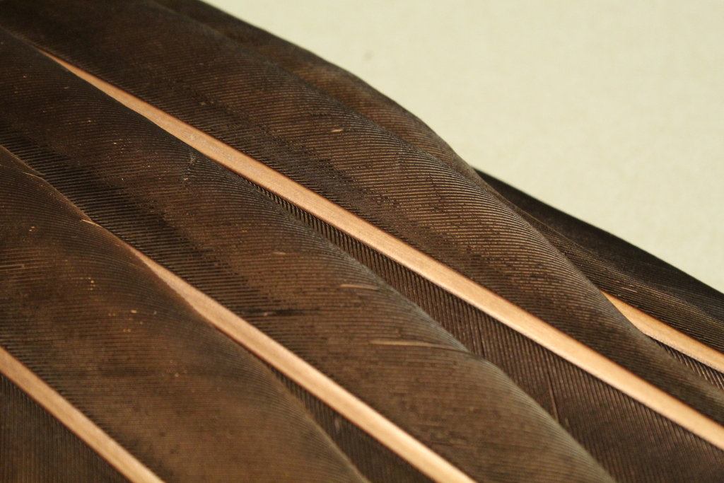 Turkey Vulture (Comparing Black and Turkey Vulture Feathers (and common ...