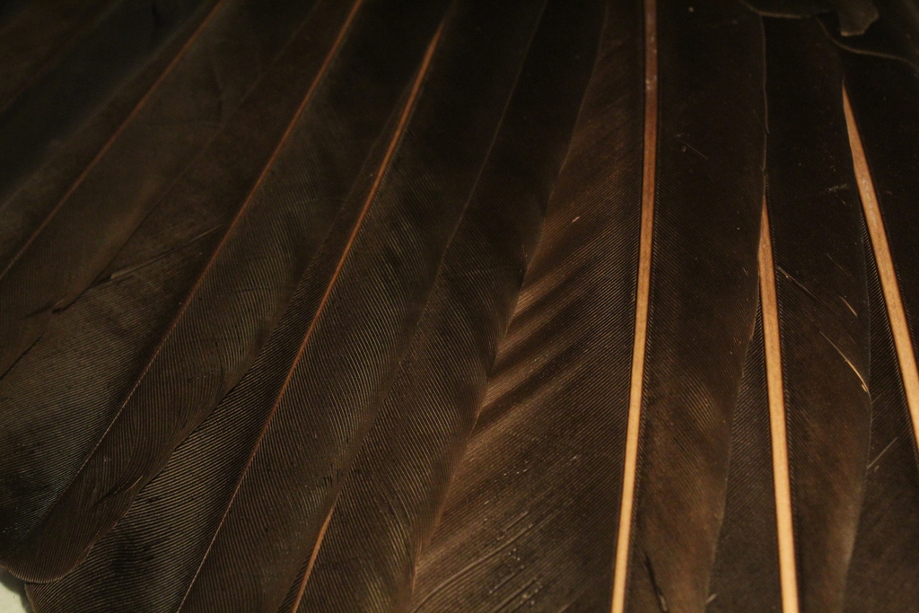 Turkey Vulture (Comparing Black and Turkey Vulture Feathers (and common ...