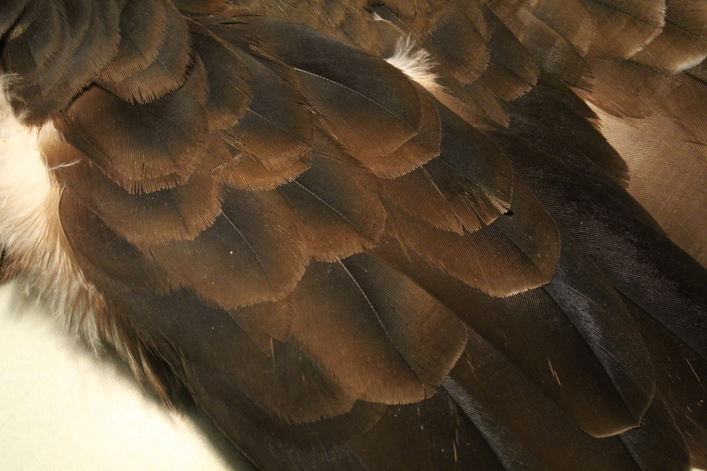 Turkey Vulture (Comparing Black and Turkey Vulture Feathers (and common ...