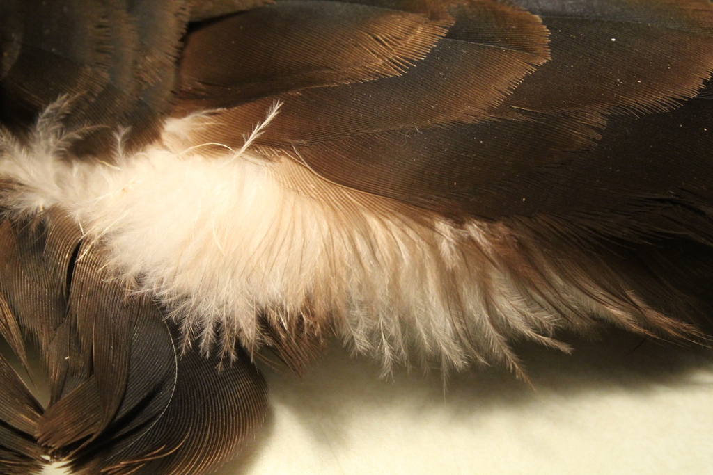 Turkey Vulture (Comparing Black and Turkey Vulture Feathers (and common ...