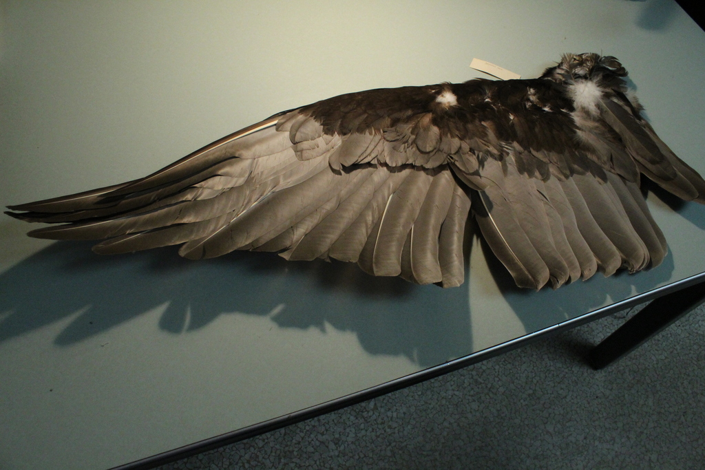 Turkey Vulture (Comparing Black and Turkey Vulture Feathers (and common ...