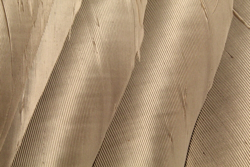 Turkey Vulture (Comparing Black and Turkey Vulture Feathers (and common ...