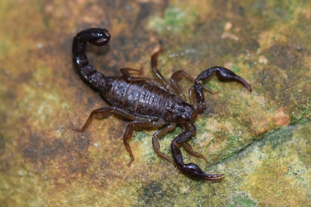 Southern Devil Scorpion in July 2023 by Cade · iNaturalist