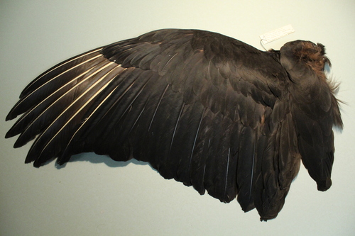 Black Vulture (Comparing Black and Turkey Vulture Feathers (and common ...