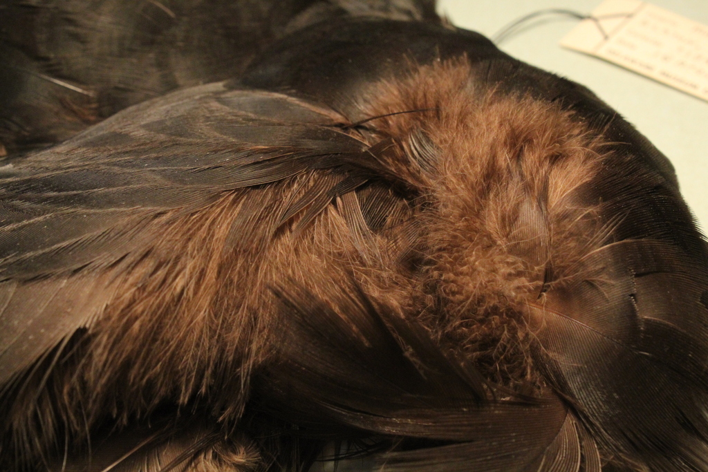 Black Vulture (Comparing Black and Turkey Vulture Feathers (and common ...