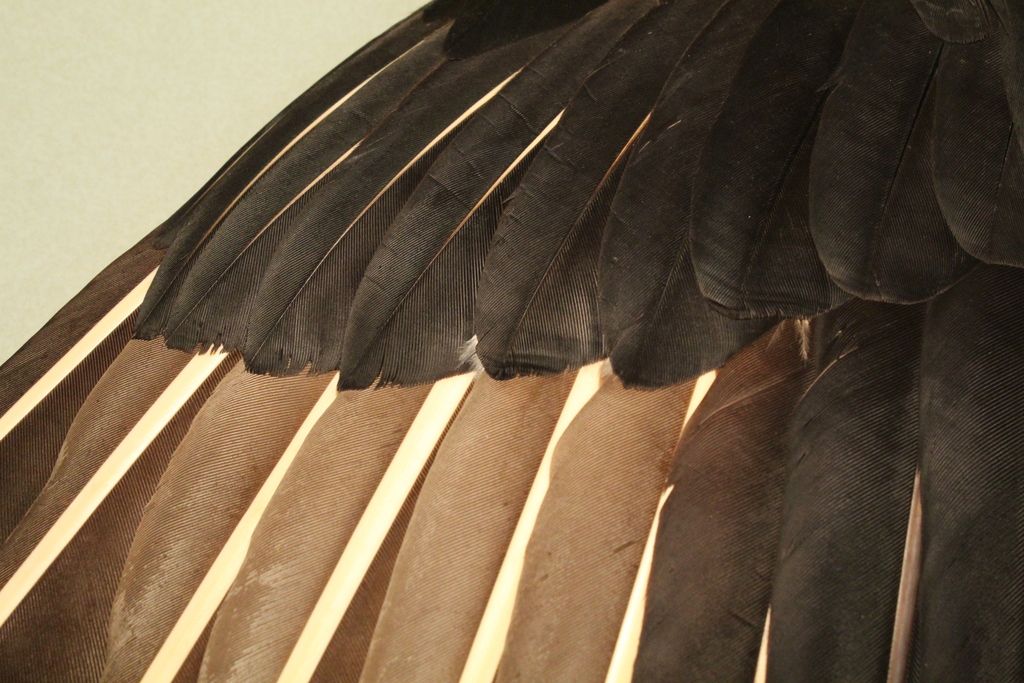 Black Vulture (Comparing Black and Turkey Vulture Feathers (and common ...
