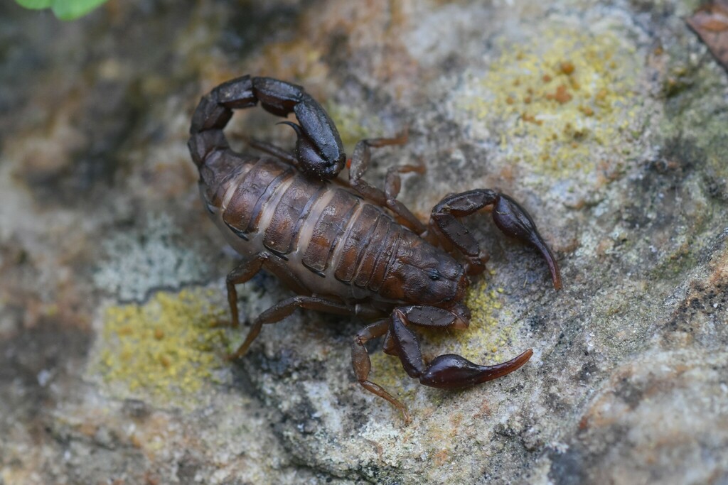 Southern Devil Scorpion in July 2023 by Cade · iNaturalist