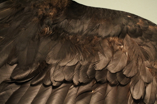 Black Vulture (Comparing Black and Turkey Vulture Feathers (and common ...