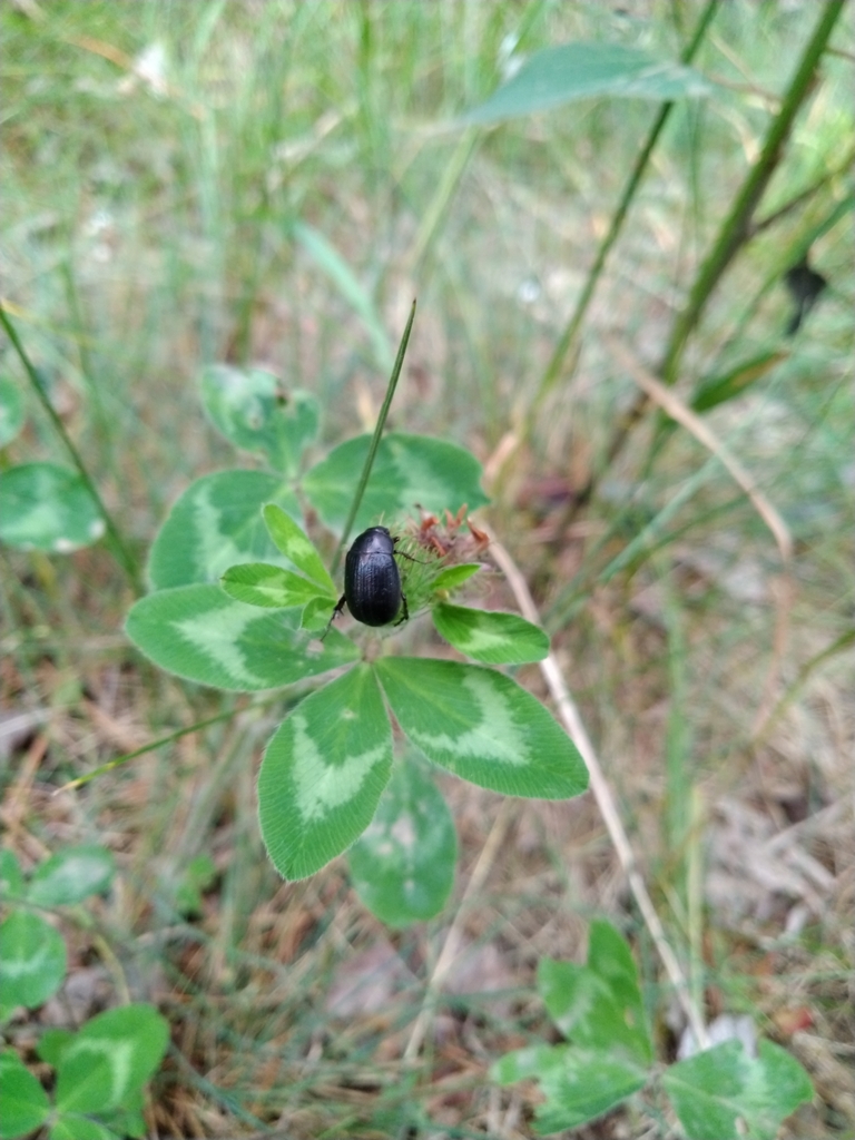 Water, Rove, Scarab, Long-horned, Leaf, and Snout Beetles from Thunder ...
