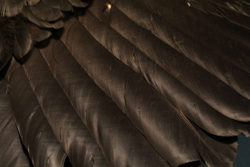 Black Vulture (Comparing Black and Turkey Vulture Feathers (and common ...