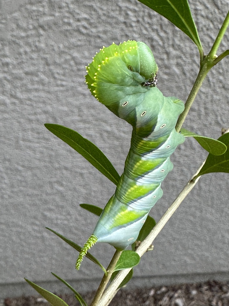 Rustic Sphinx from Westyn Bay Blvd, Ocoee, FL, US on July 18, 2023 at ...