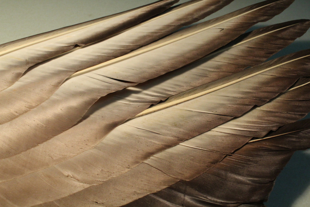 Black Vulture (Comparing Black and Turkey Vulture Feathers (and common ...