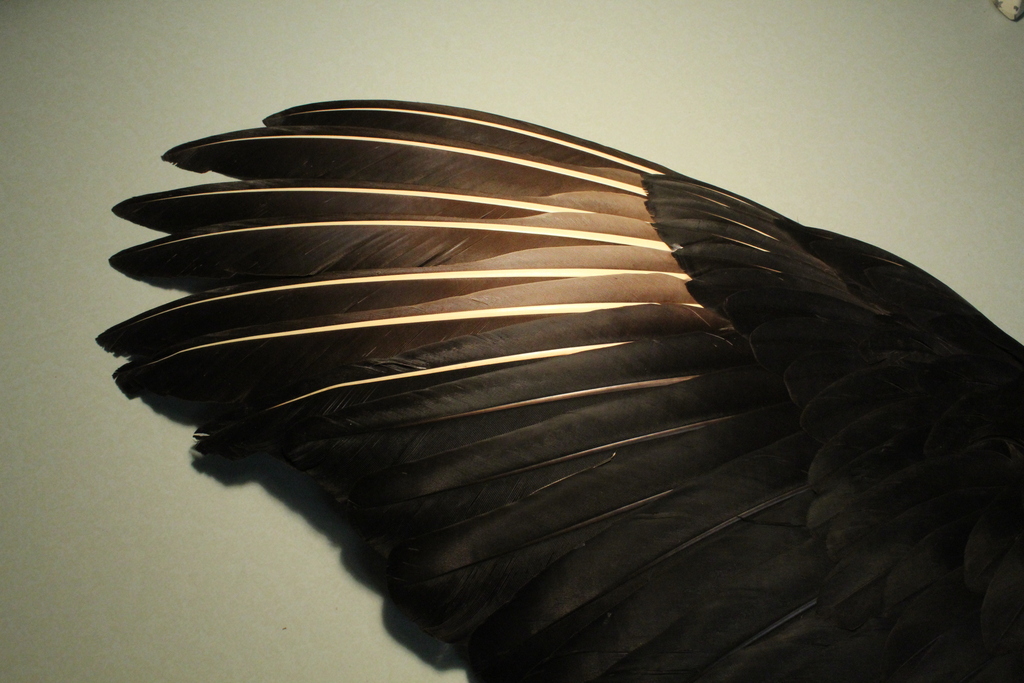 Black Vulture (Comparing Black and Turkey Vulture Feathers (and common ...
