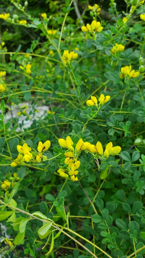 eastern wild indigo from Airville, PA 17302, USA on July 18, 2023 at 05 ...