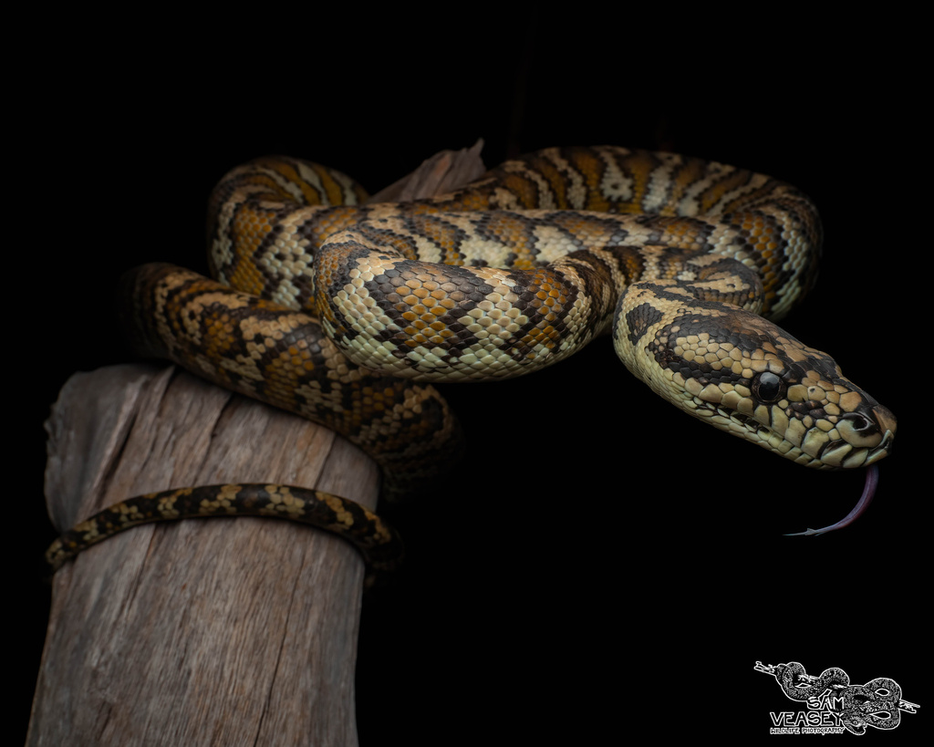 Darwin Carpet Python from Point Stuart, NT, AU on July 13, 2023 at 12: ...