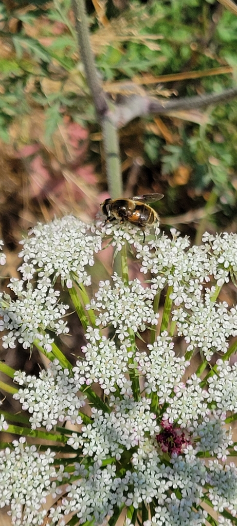 Eoseristalis from Arcata, CA, USA on July 18, 2023 at 02:35 PM by ...