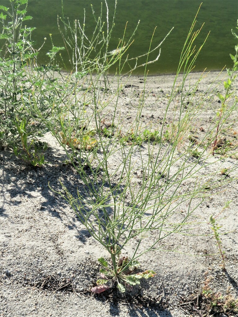Slender Woolly Buckwheat from Riverside County, CA, USA on July 18 ...