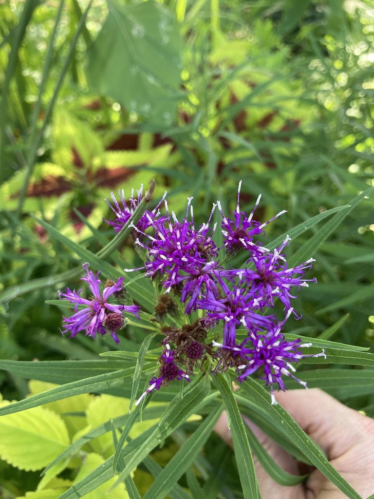 ironweeds from Sunday Pl, Fort Worth, TX, US on July 18, 2023 at 04:24 ...
