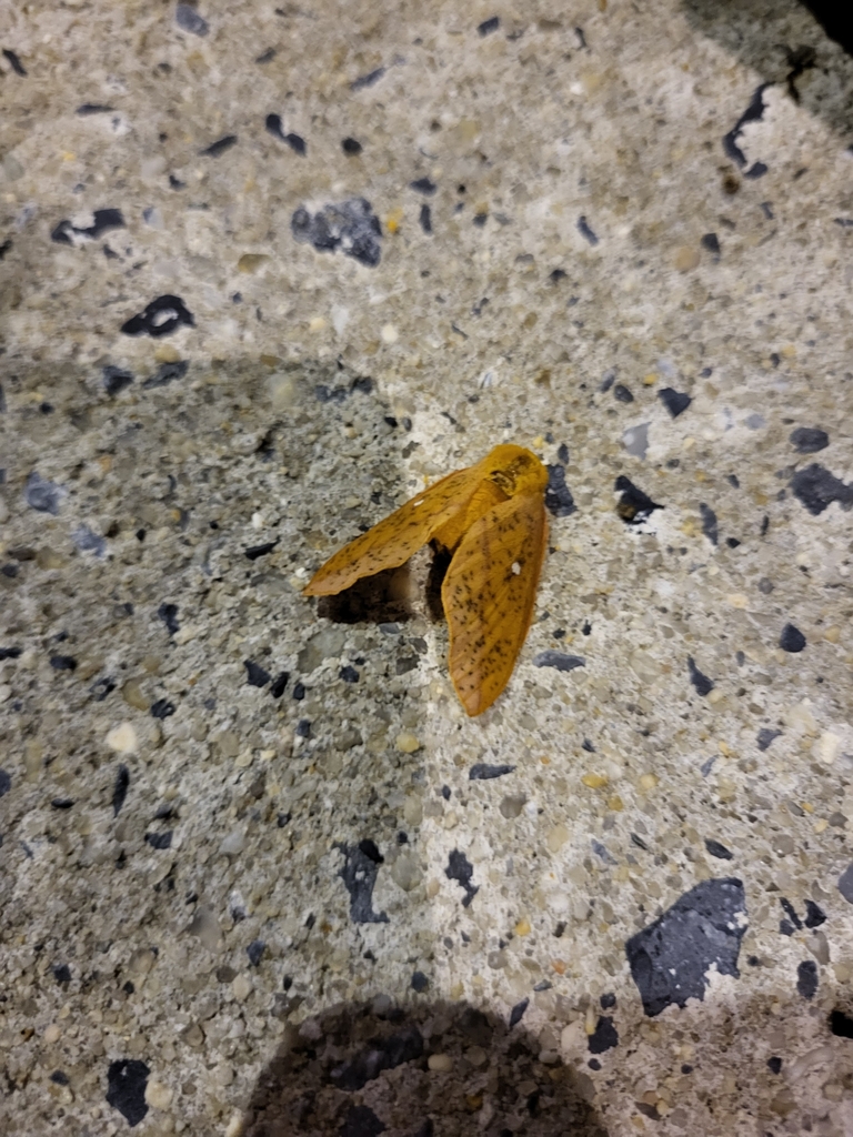 Orange-tipped Oakworm Moth from Maurice River, NJ, USA on July 17, 2023 ...