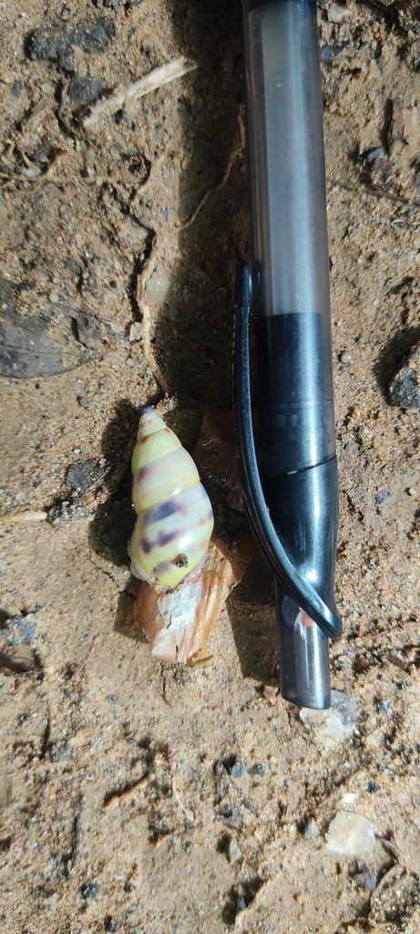 Drymaeus from Santa Catalina, Bolívar, Colombia on July 16, 2023 at 09: ...