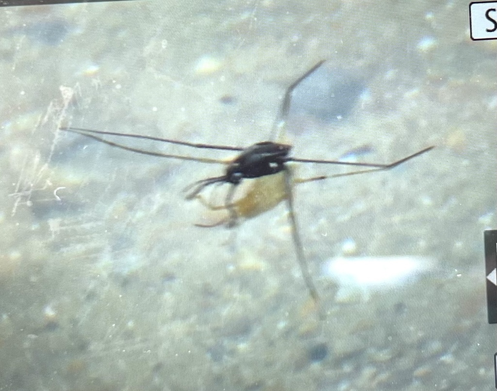 Metrobates hesperius from Dutton Pond, Waldo, ME, US on July 18, 2023 ...