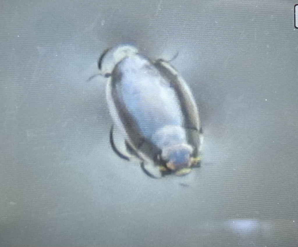 Dineutus from Dutton Pond, Waldo, ME, US on July 18, 2023 at 06:08 PM ...