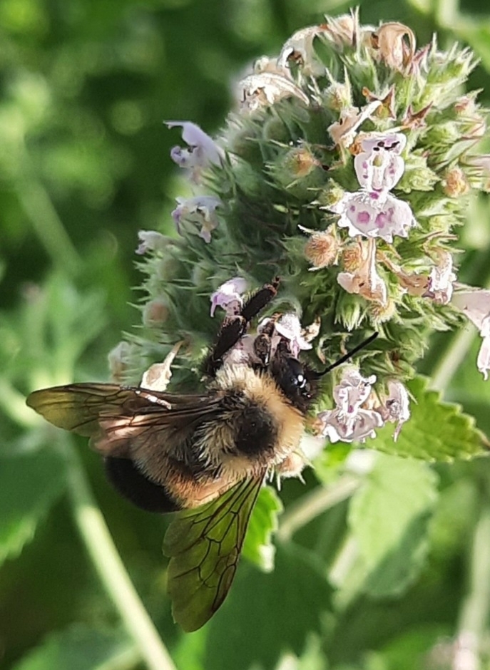 Rusty-patched Bumble Bee in July 2023 by Stephanie Shepherd. First one ...