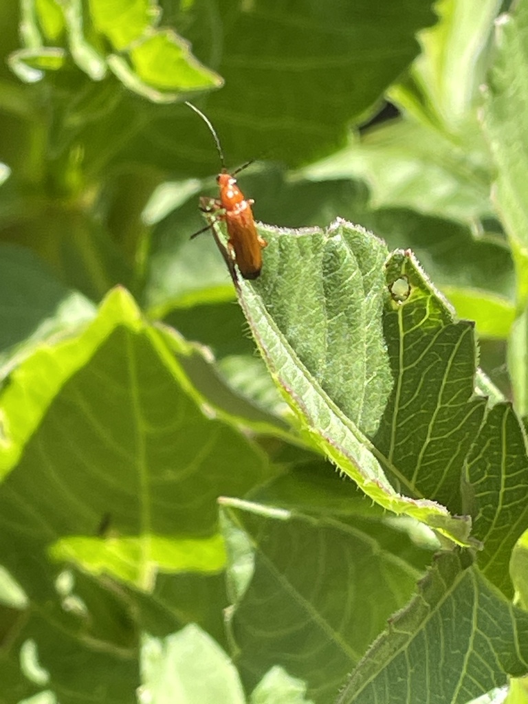 Common Red Soldier Beetle from North Woods Loop Rd, Mount Vernon, WA ...