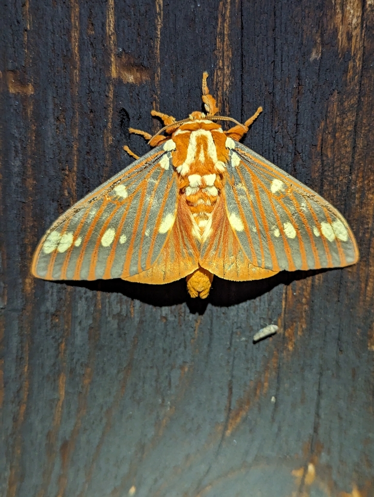 Regal Moth from Highlands Nature Sanctuary on July 15, 2023 at 01:33 AM ...