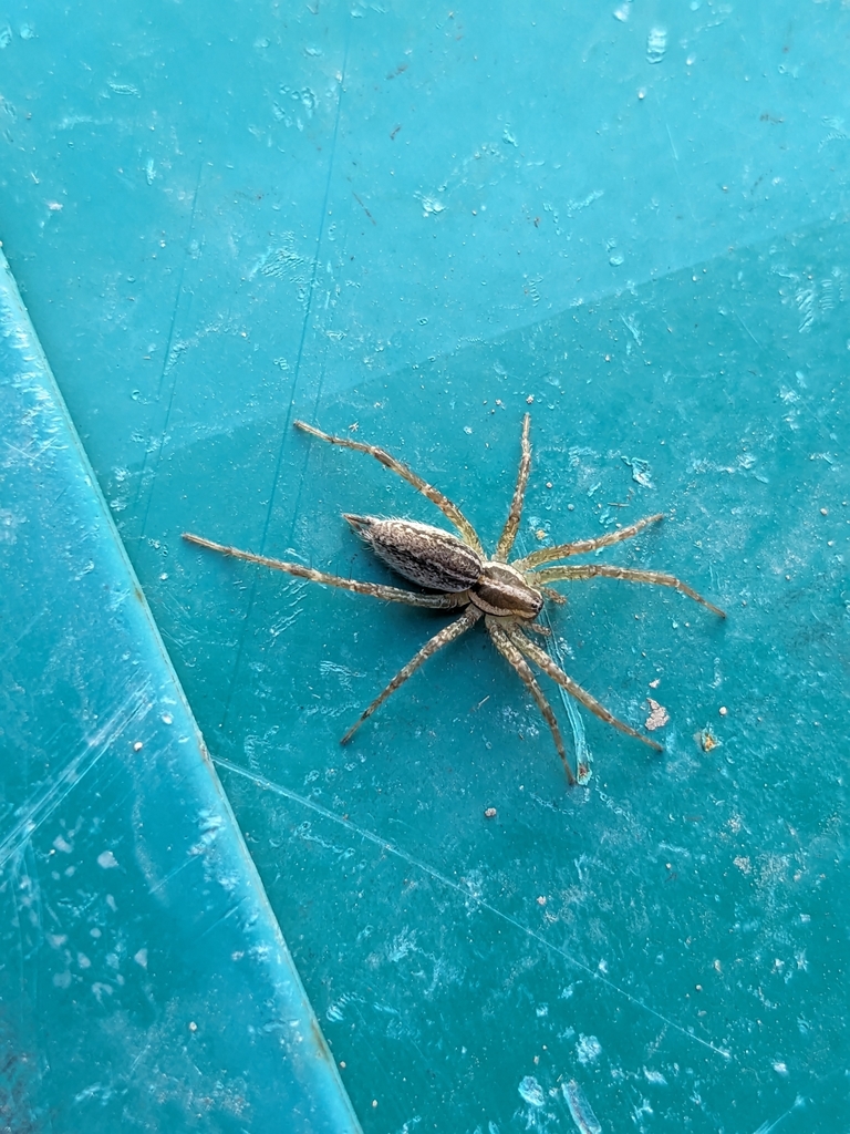 Grass Spiders from Middleton Township, OH, USA on July 18, 2023 at 08: ...