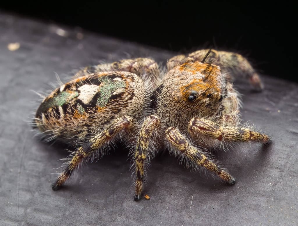 Putnam's Jumping Spider from Atlanta Botanical Garden, Atlanta, GA, US ...